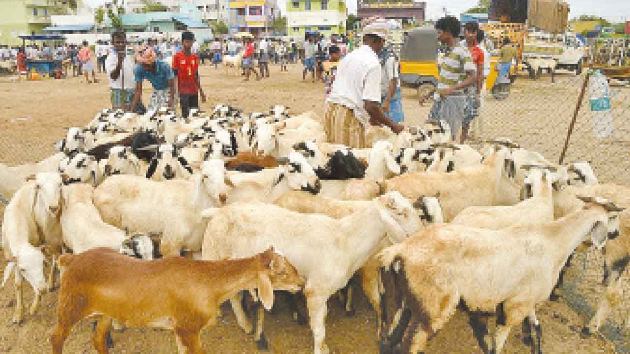 Sheep prices see sharp spike ahead of Bakrid