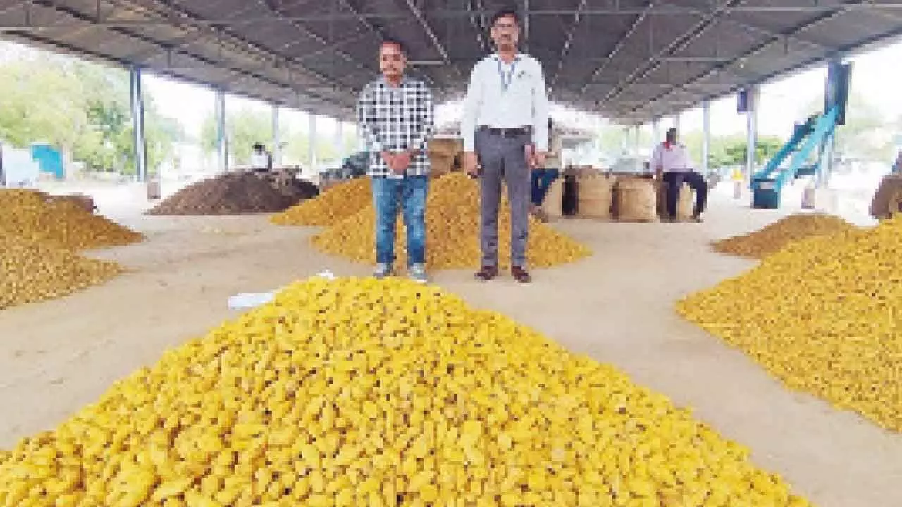 Experts conduct field-level visits for securing GI tag to Armoor Turmeric