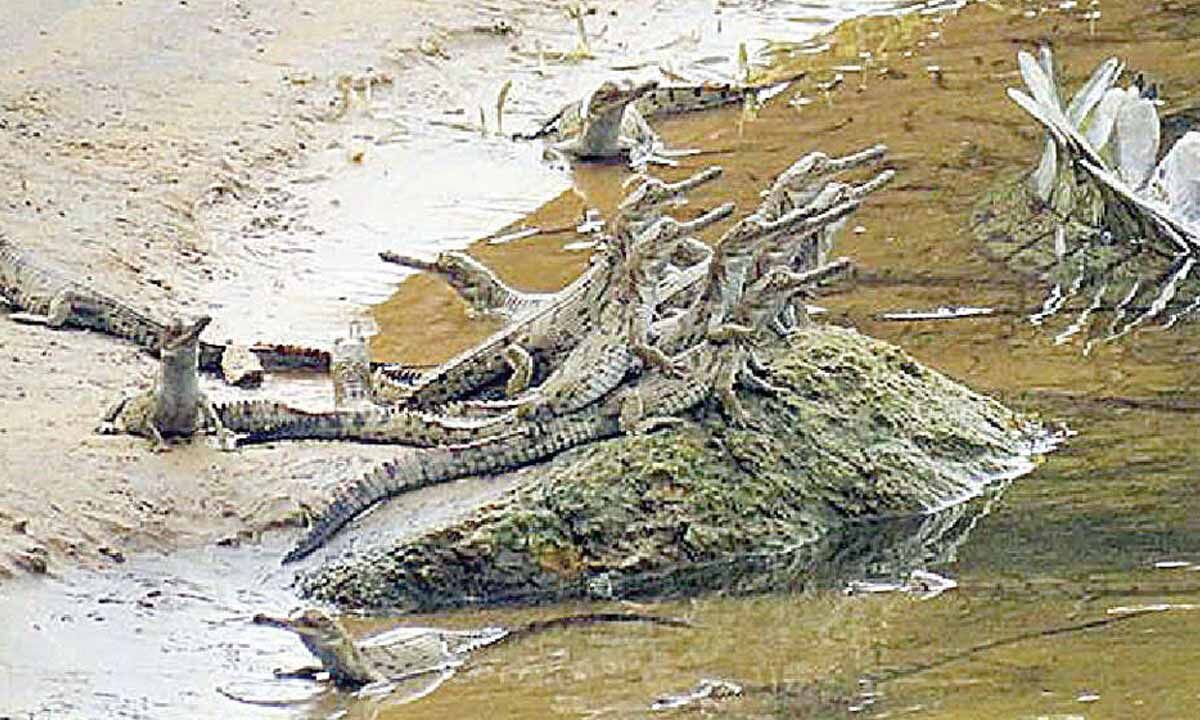 Success story of crocodile conservation project in Odisha