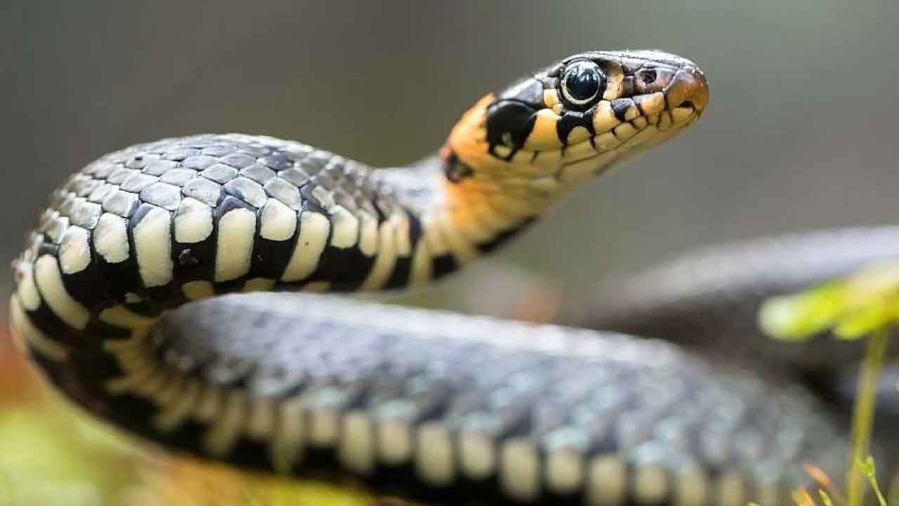 MBNR health dept on high alert as snake and insect attacks rise