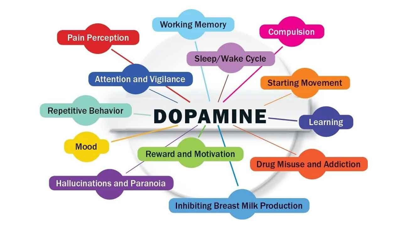 Can’t put down phone or abandon online shopping cart with dopamine