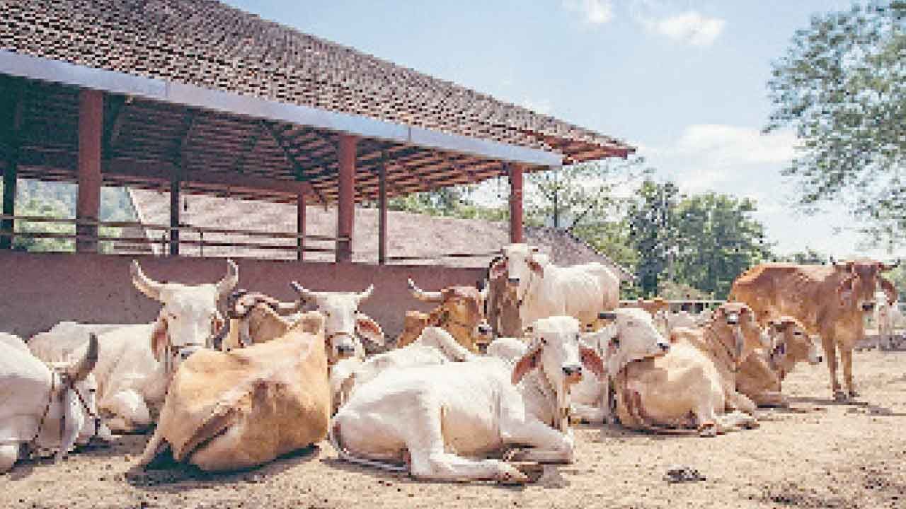 CM Revanth calls for comprehensive cow protection policy