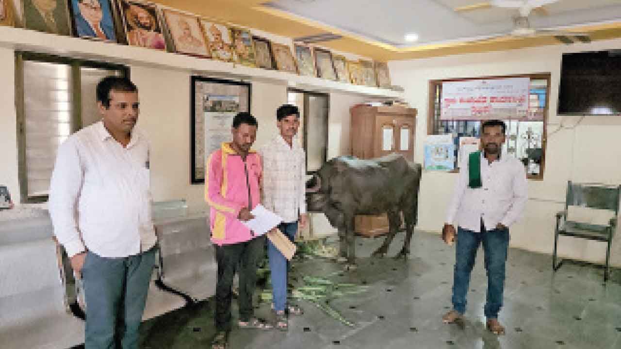 Frustrated farmer ties cow at panchayat office over unreleased funds