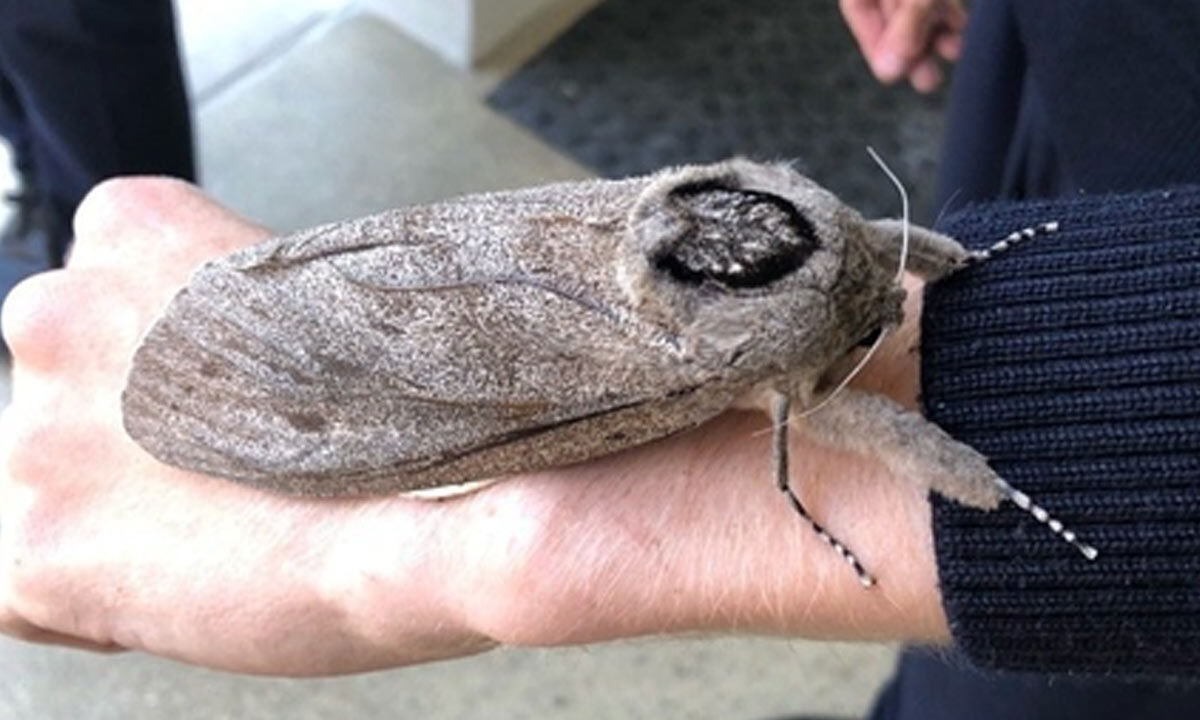 Australian moths master long-distance migration using starry skies