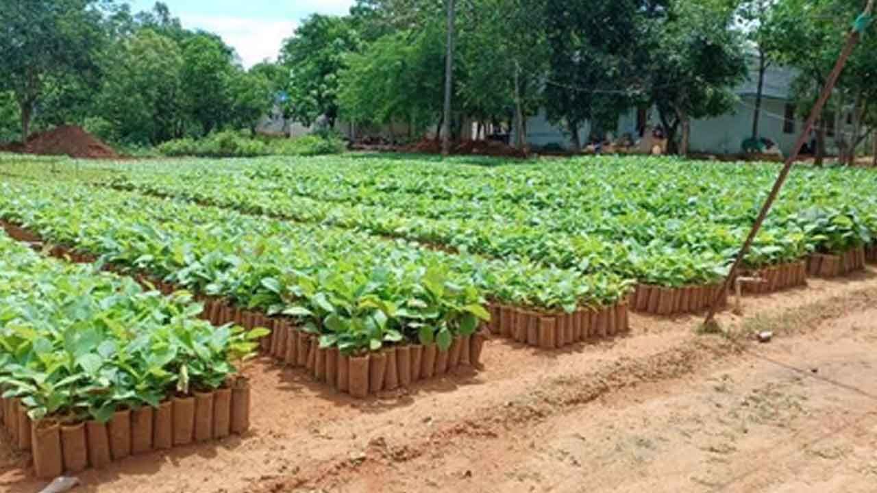 Forest dept to raise over 5 lakh tree seedlings under Green Tamil Nadu ...