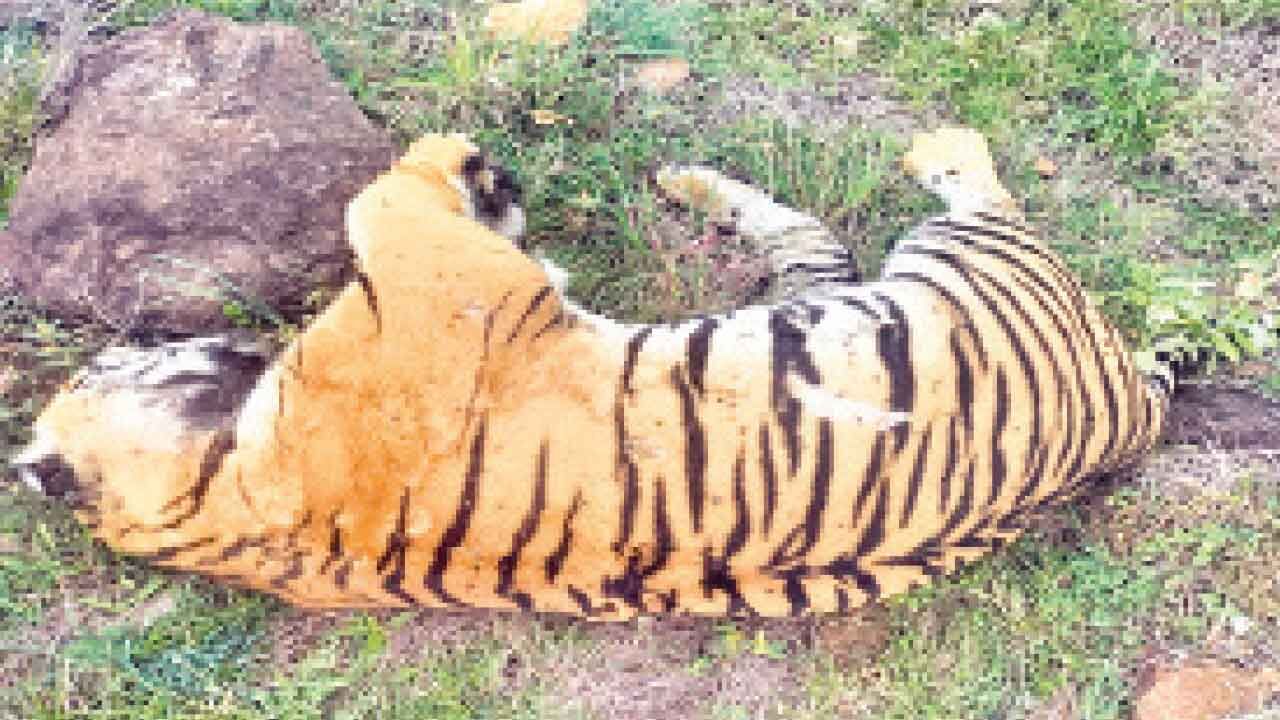 Five tigers found dead in M M Hills sanctuary, poisoning suspected
