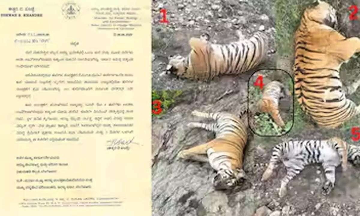 Five Tigers Found Dead in Karnataka Sanctuary, Poisoning Suspected