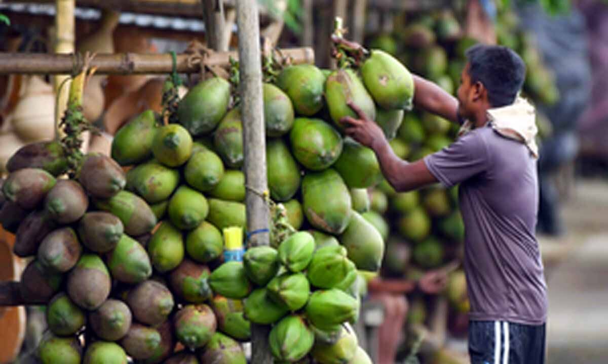 Coconut prices double in Chennai amid low supply, retail rates touch Rs ...