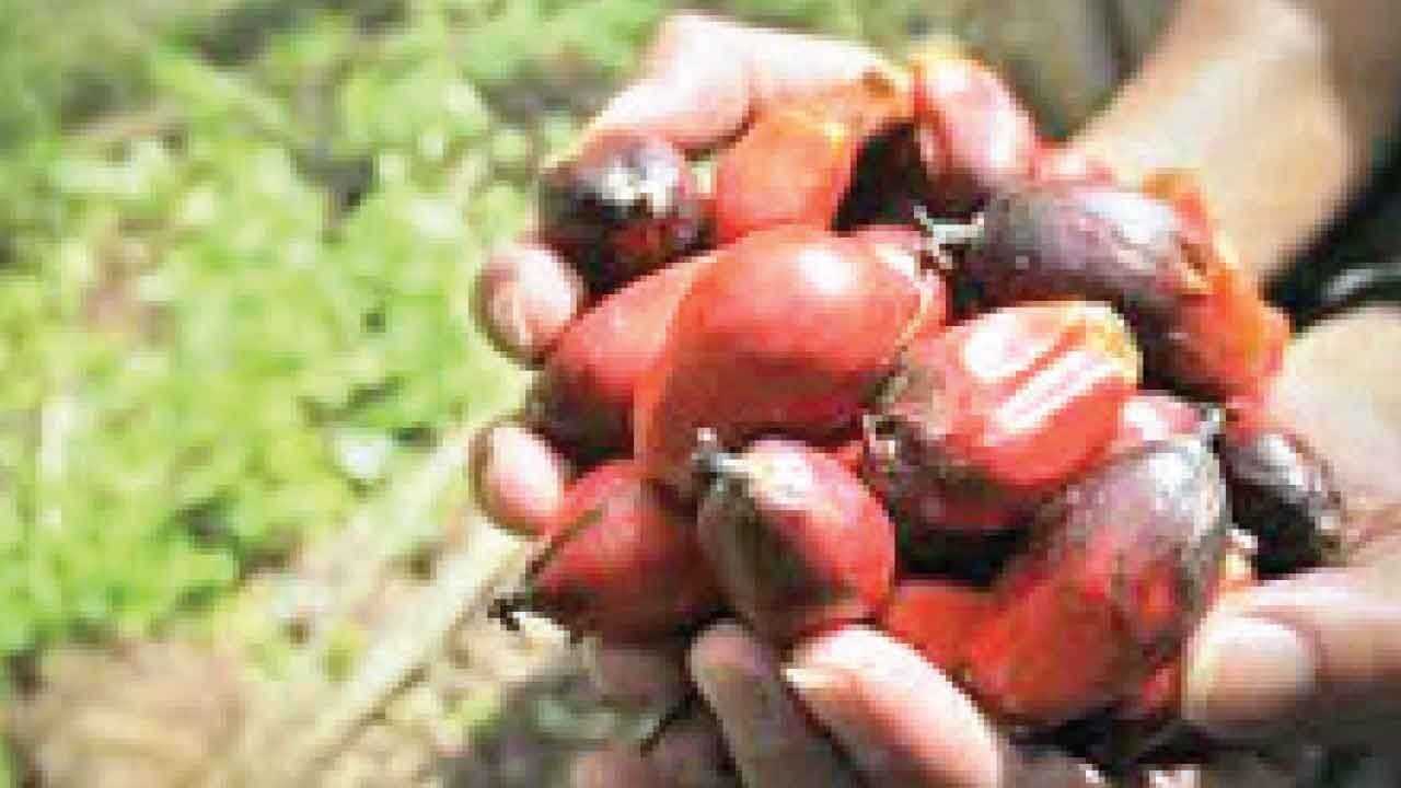 ‘No palm oil’ label a marketing gimmick