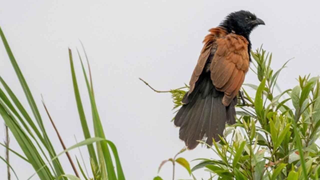 Assam: Critically endangered among 43 grassland bird species spotted in ...