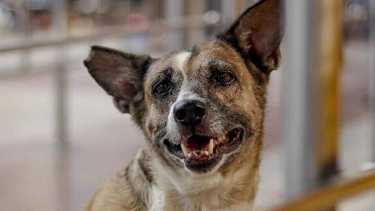 Stray dogs bite two college students