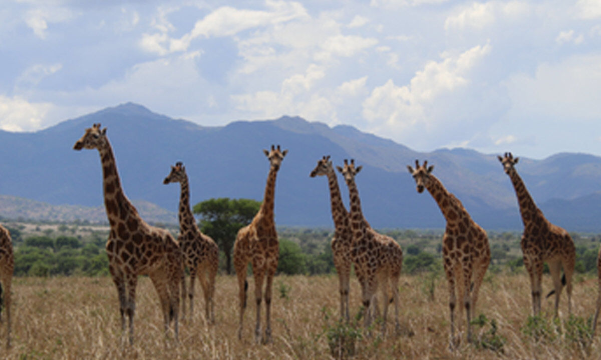 Four giraffe species officially recognised in major scientific ...
