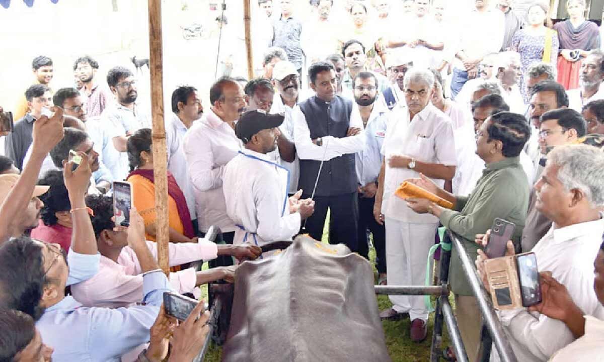 Krishna Milk Union launches semen distribution