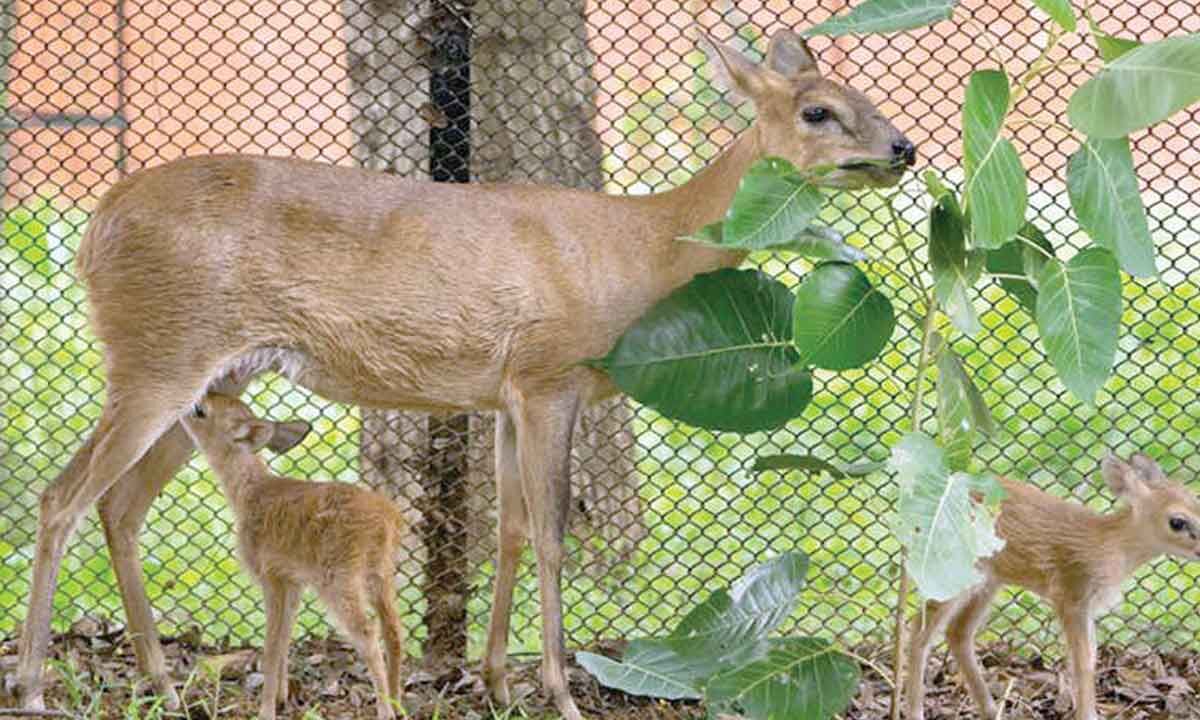 Seven species of newborns at Visakhapatnam Zoo