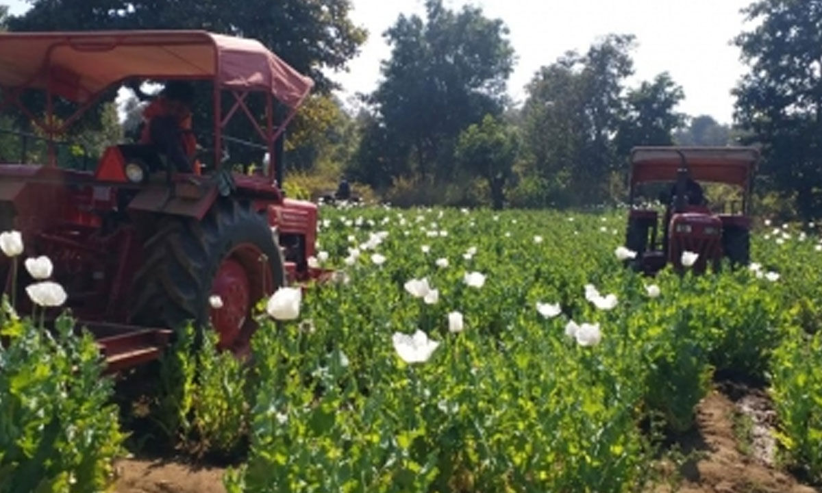 Centre paves way for more farmers to benefit from opium poppy cultivation