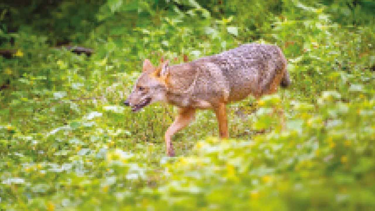 Infant killed, woman hurt in wild animal attacks