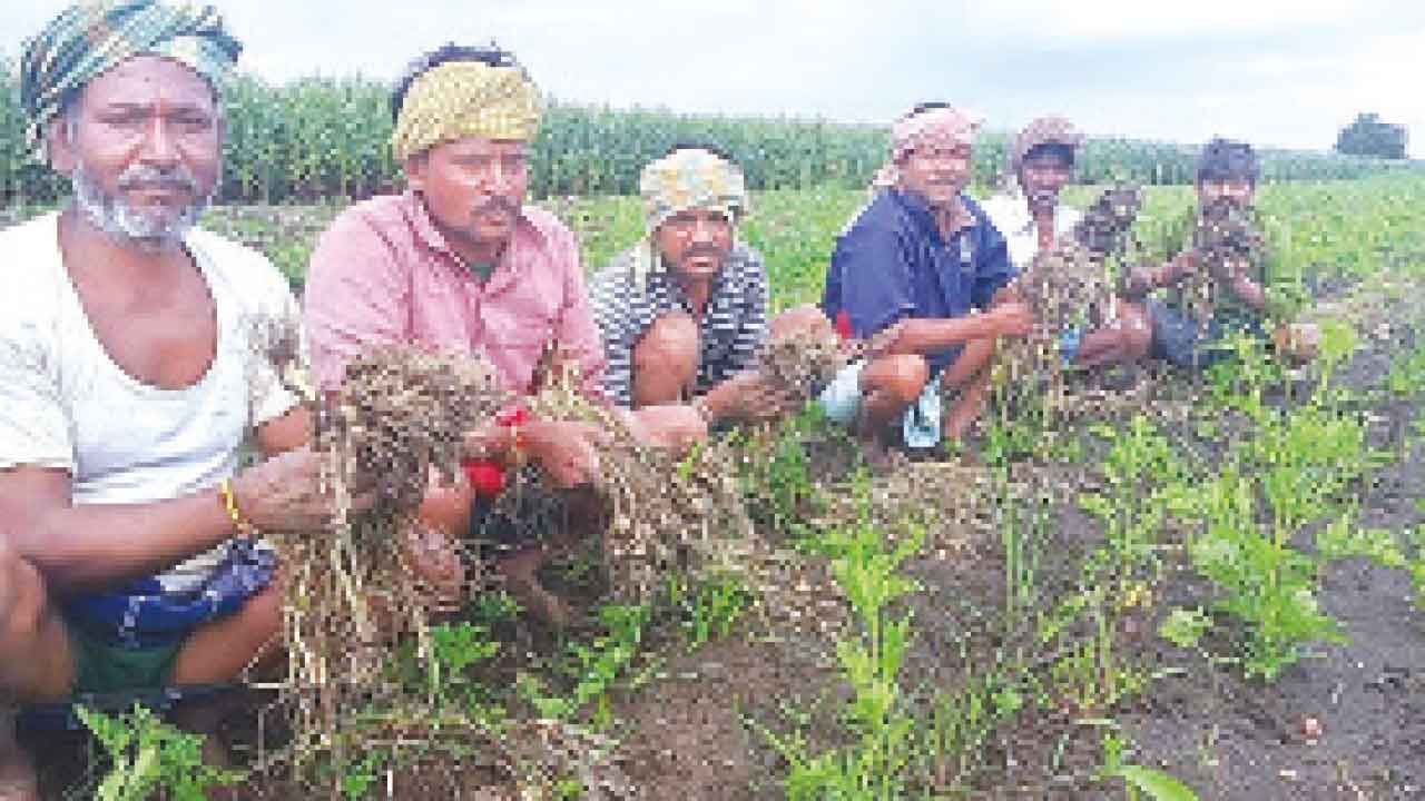Garlic farmers in Haveri hit hard as prices crash and rains ruin crops