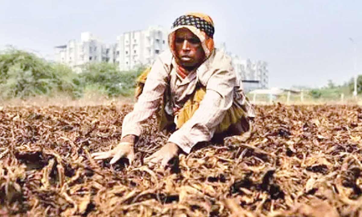 High tobacco prices bring cheer to farmers