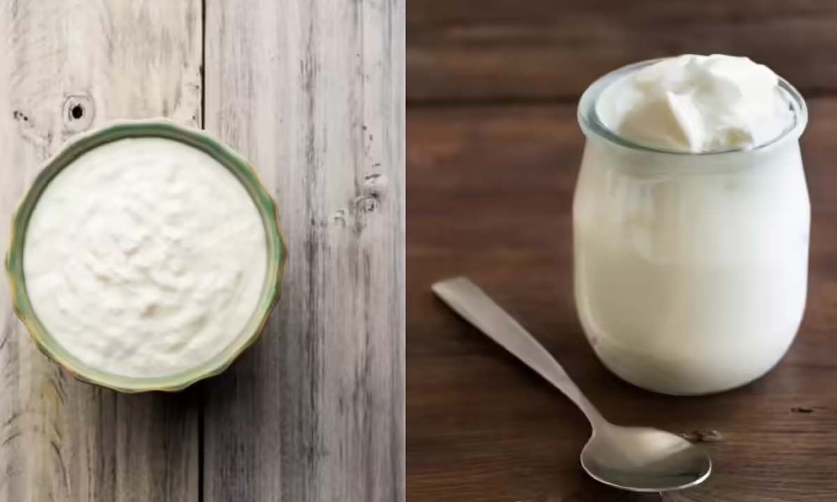 Curd vs Yoghurt: Surprising Differences You Didn’t Know and the ...