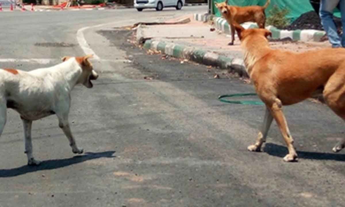 Kerala woman dies of rabies, Human Rights Commission wants action plan