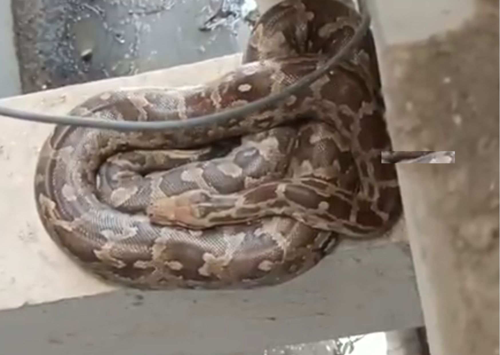 Giant Python Spotted in Bachupally Apartment! Safely Caught by Volunteers