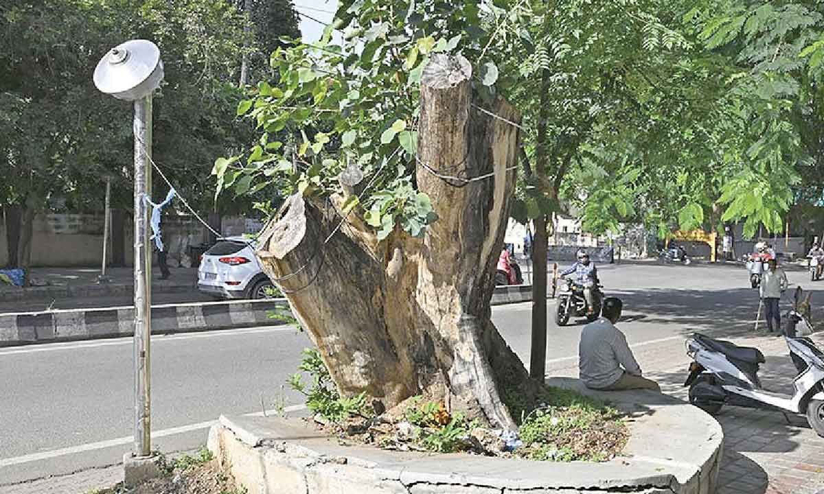 B’luru’s green cover shrinks: 1,222 trees uprooted in 5 months