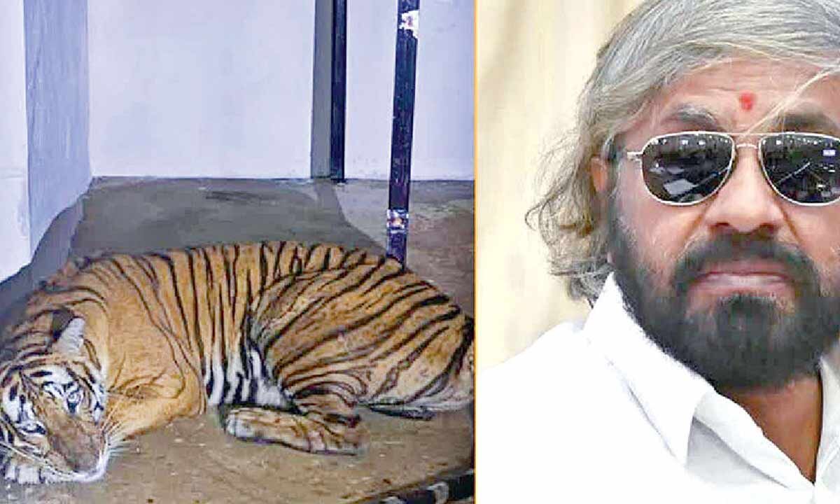 Man-eater tiger captured after three deaths in Saragur taluk