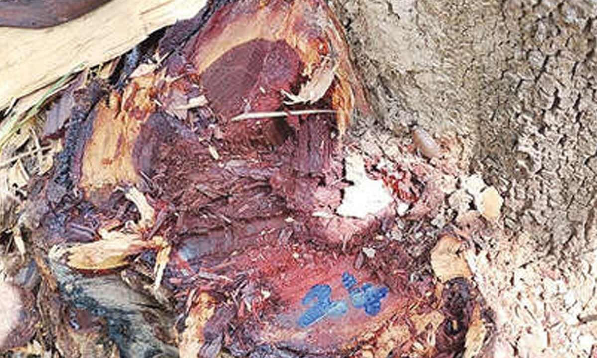 Pawan declares ‘war’ against red sanders smuggling