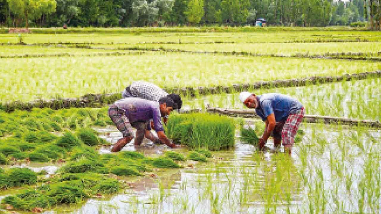 India clocks record Kharif rice output of 124.5MT