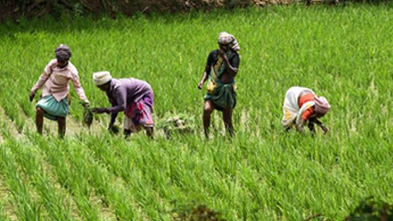 TN farmers seek extension of Mettur water release as Samba crop faces delay