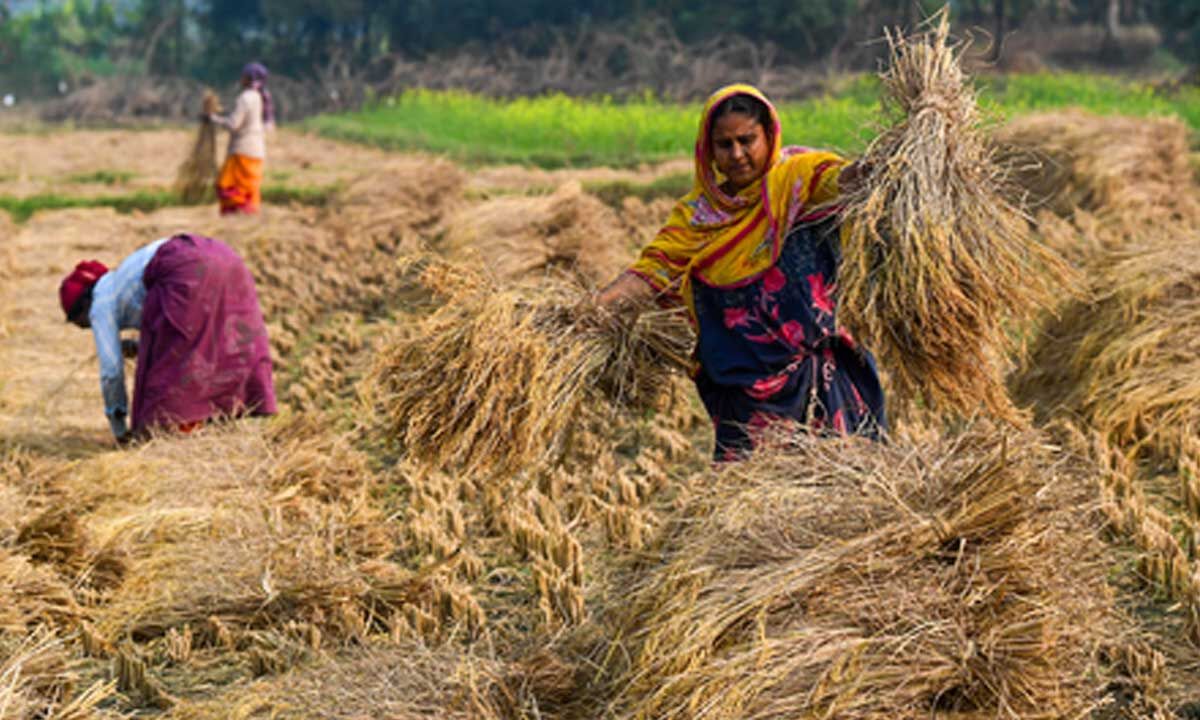 Chhattisgarh paddy procurement scam case: One arrested, five others at ...