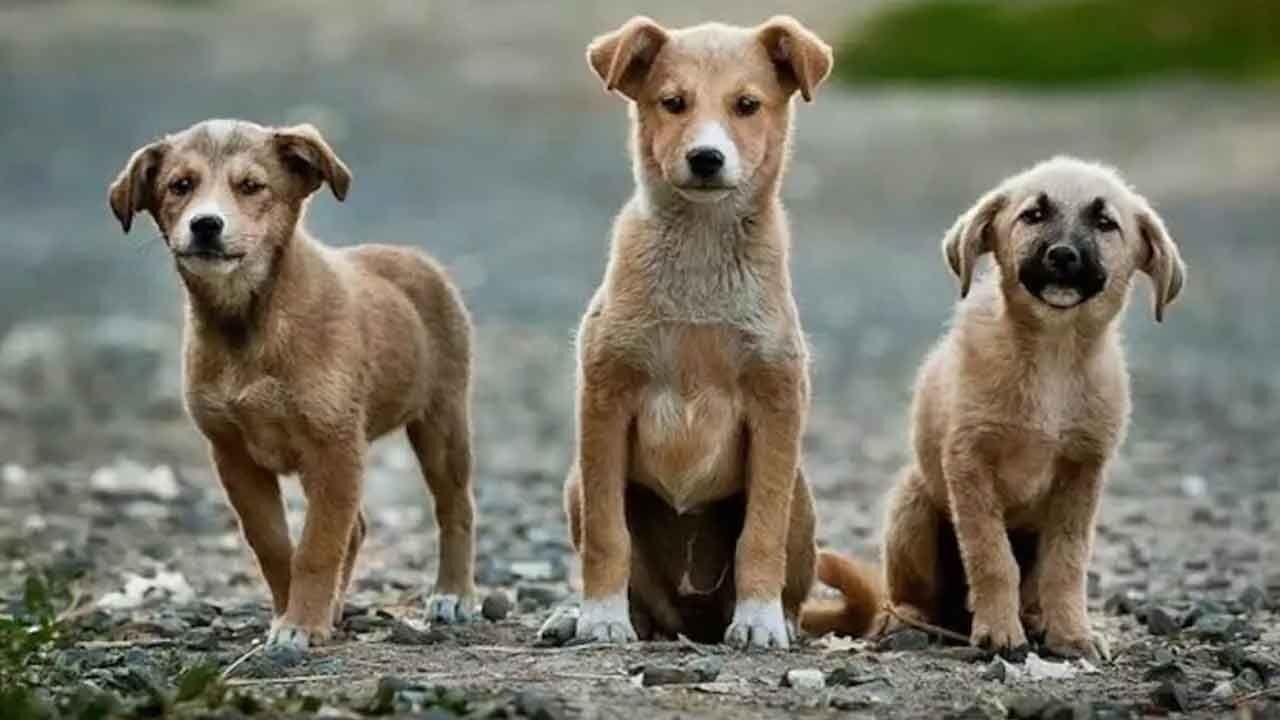 Toddler mauled by stray dogs, hospitalised