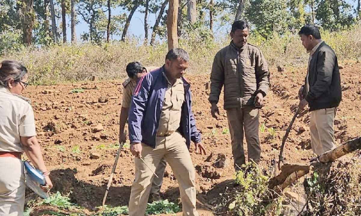 Poppy plants destroyed in Similipal