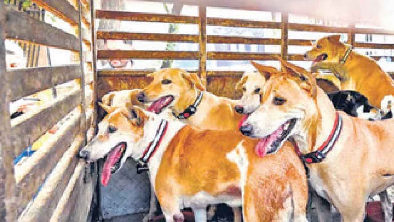 MCD to allocate Rs 10 cr for dog shelters in budget