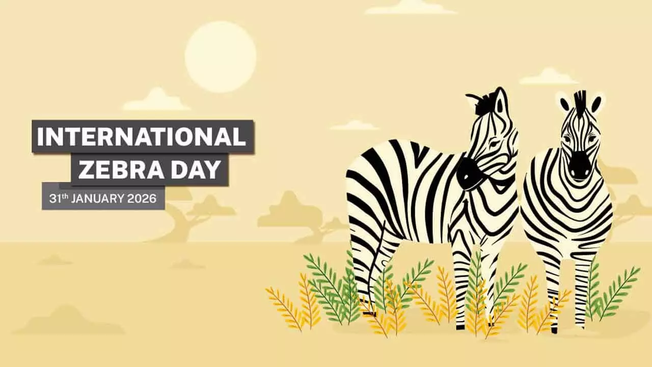 International Zebra Day 2026: Fascinating Facts That Reveal Why Zebras ...