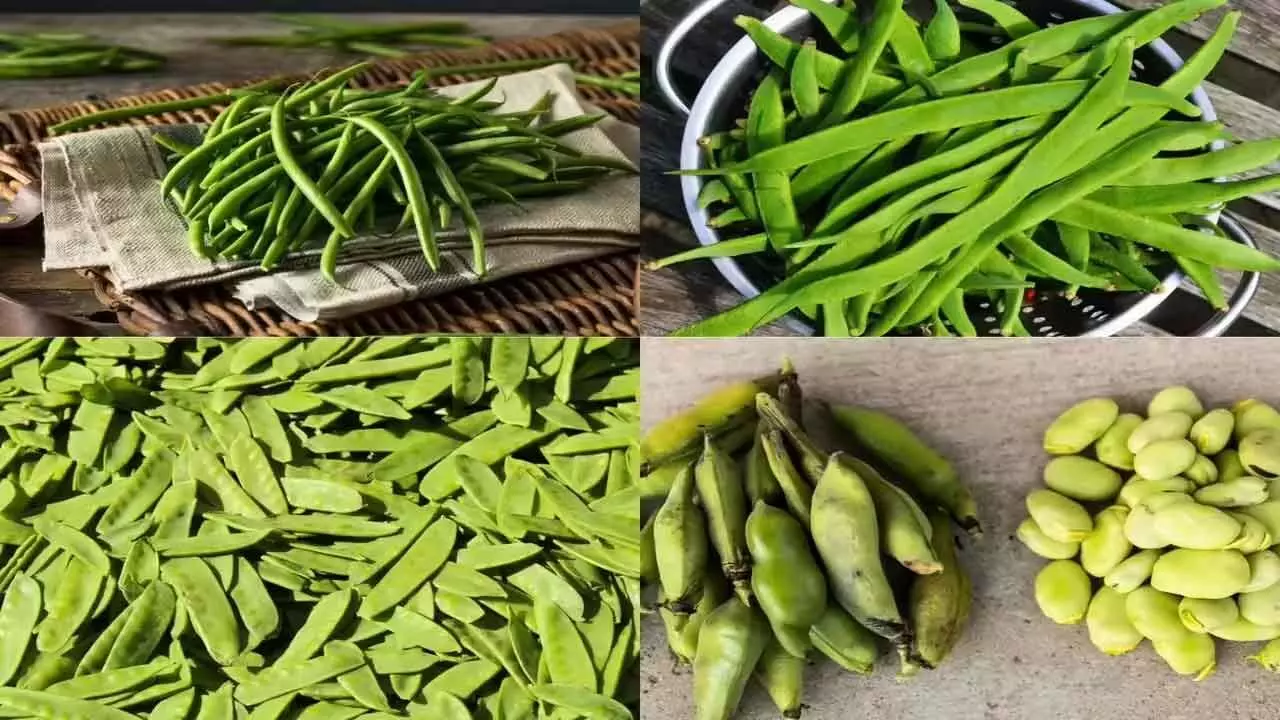 More Than Just French Beans: A Look at India’s Many Green Bean Varieties