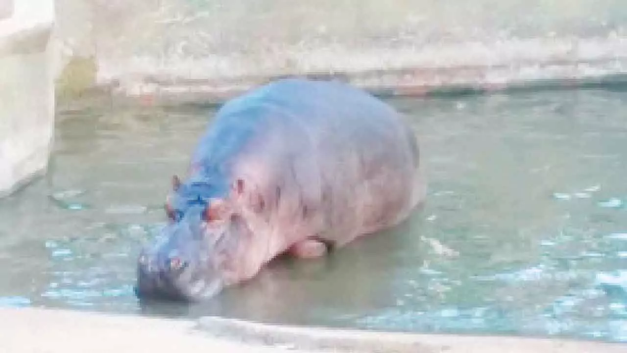 Ailing hippo at safari park dies weeks after fatal attack on vet