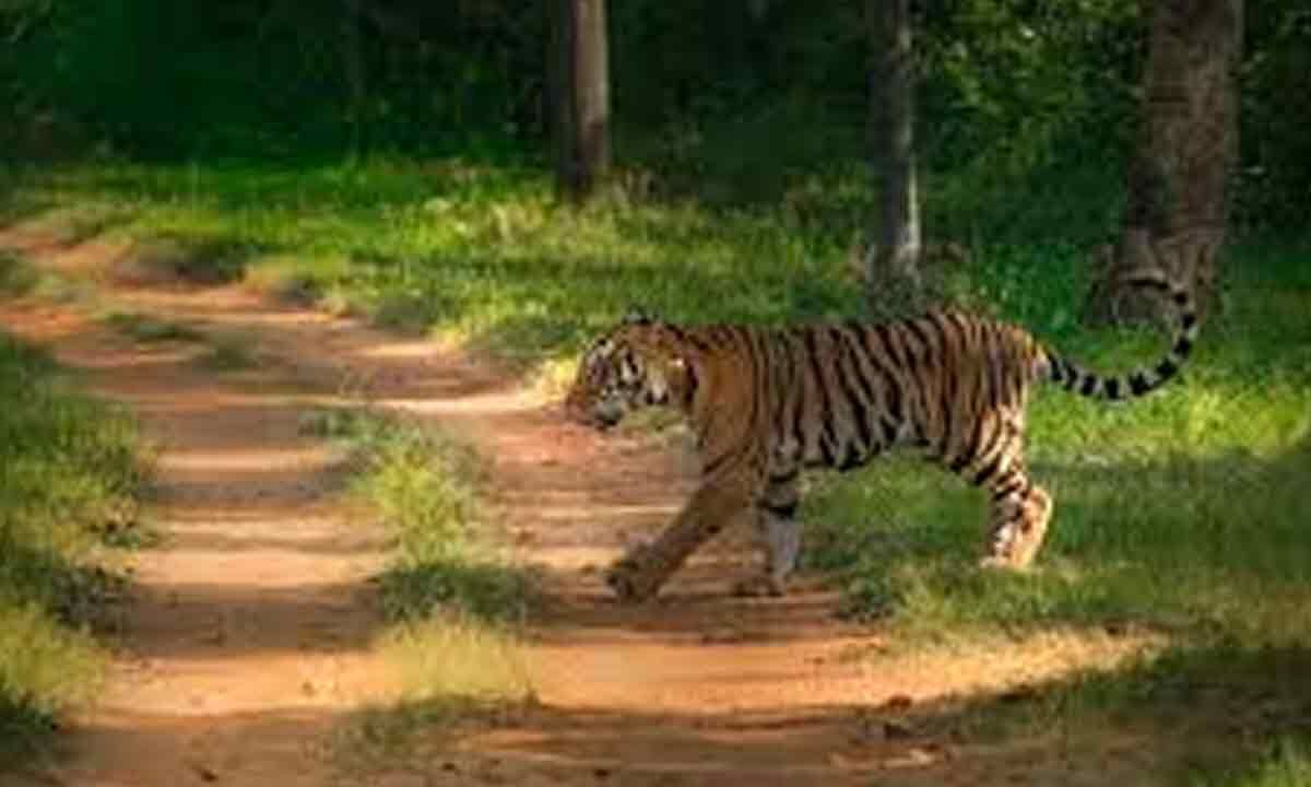 Tiger Sighted Near Rajahmundry Sparks Fear in Local Villages