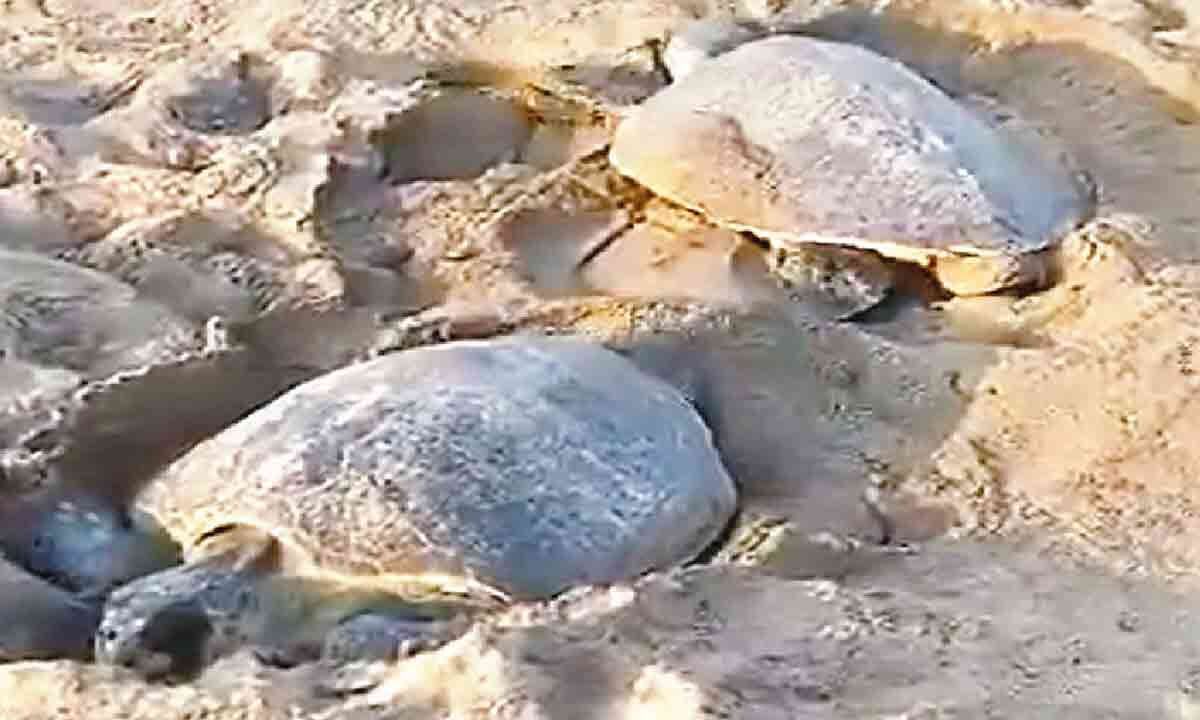 Olive Ridley turtles fail to appear for nesting at Gahirmatha