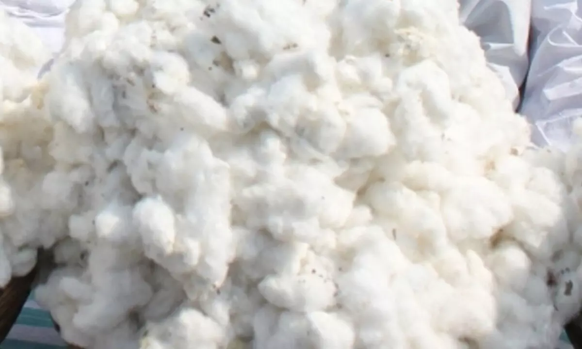 Cabinet okays ‘Mission for Cotton Productivity’ with Rs 5,659 crore outlay