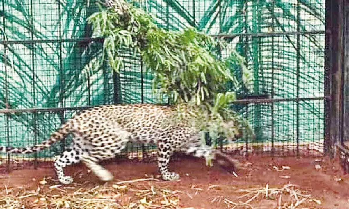 Leopard captured after 15-day operation