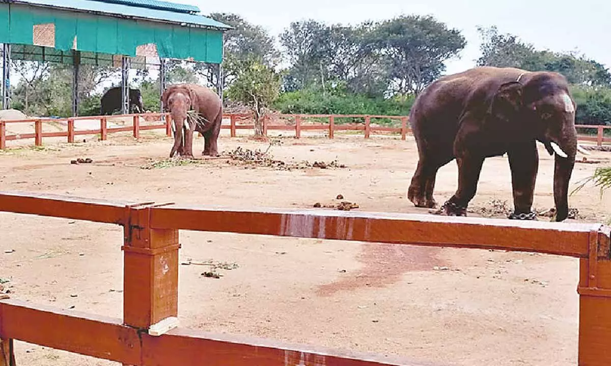 AP’s first kumki elephant camp to welcome tourists near Palamaner