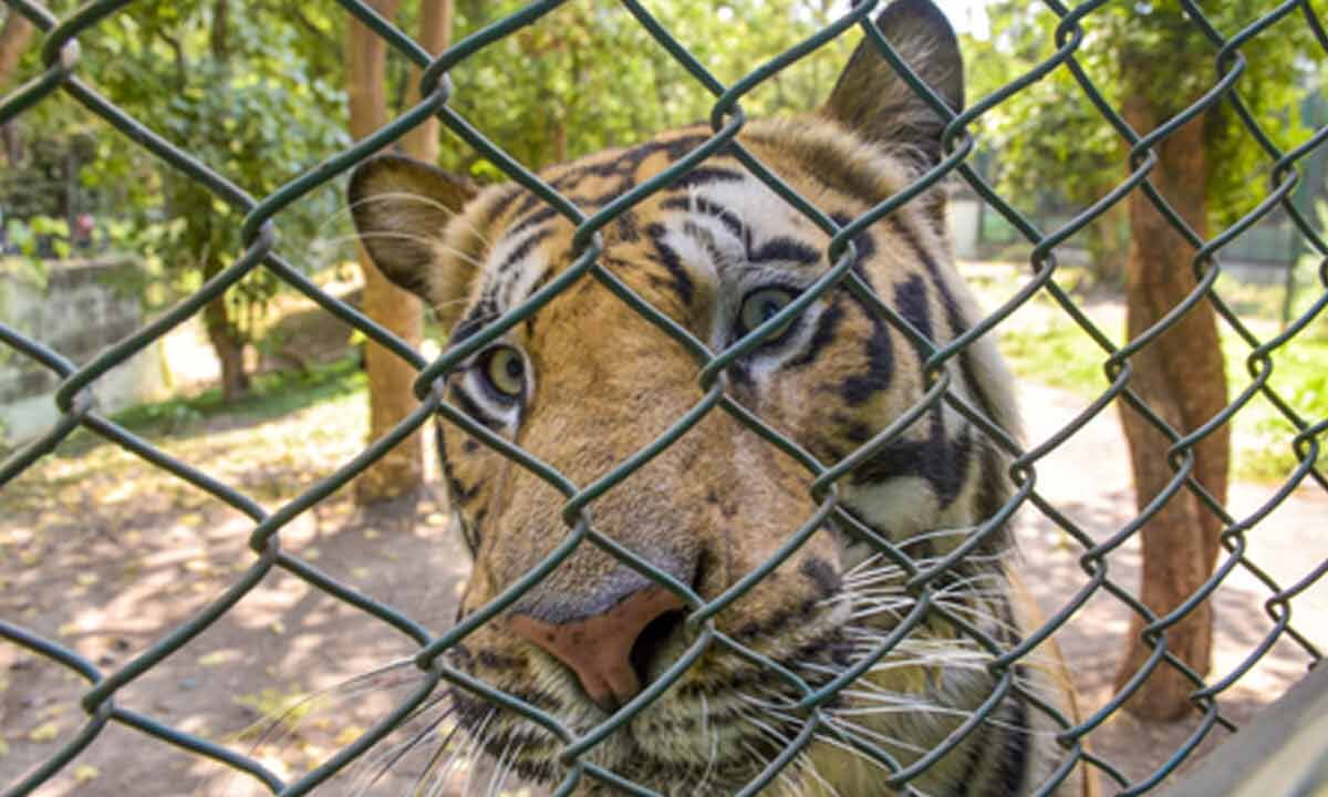 MP: Second autopsy of Bandhavgarh tiger conducted, tranquiliser ...