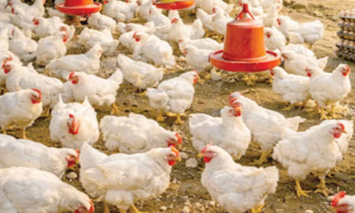Poultry farmers warned on summer heat risks