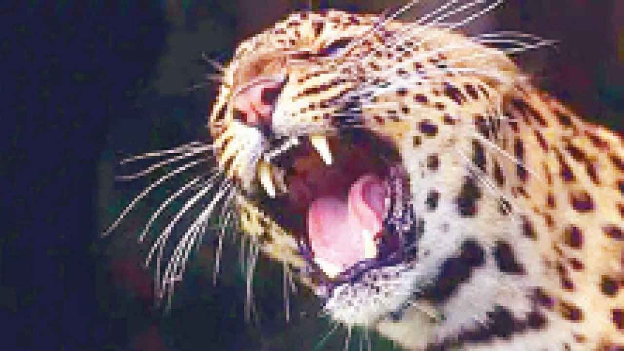 Villagers block Srinagar-Pauri highway over leopard attacks