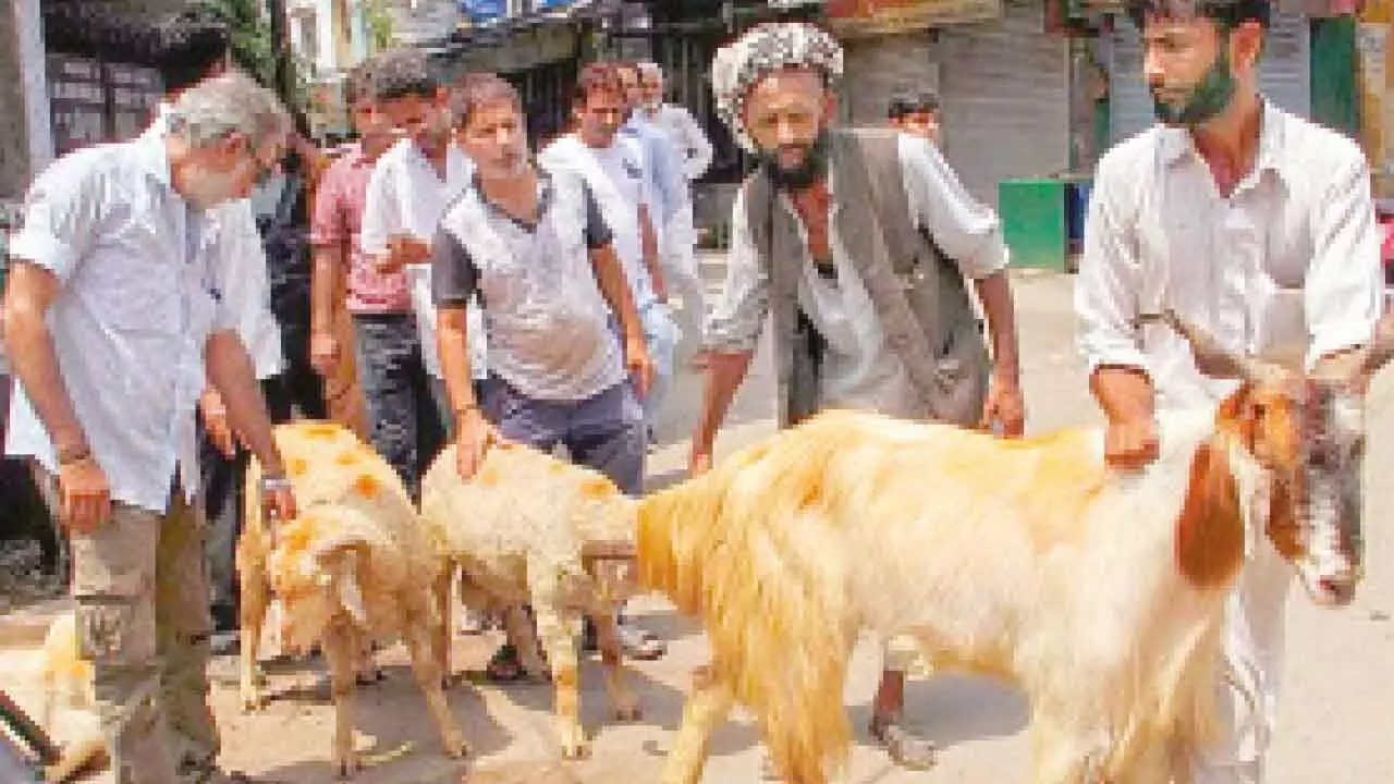 Don’t sacrifice prohibited animals, avoid sharing pics: Jamiat