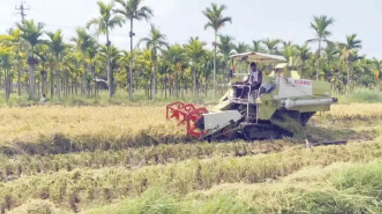 Heavy rains flatten paddy fields in Davanagere
