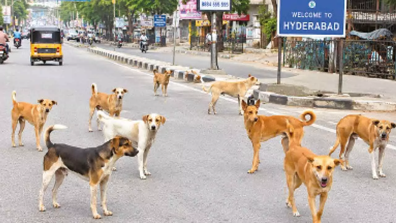 Hyderabad under stray dog siege; civic bodies out to rein in menace