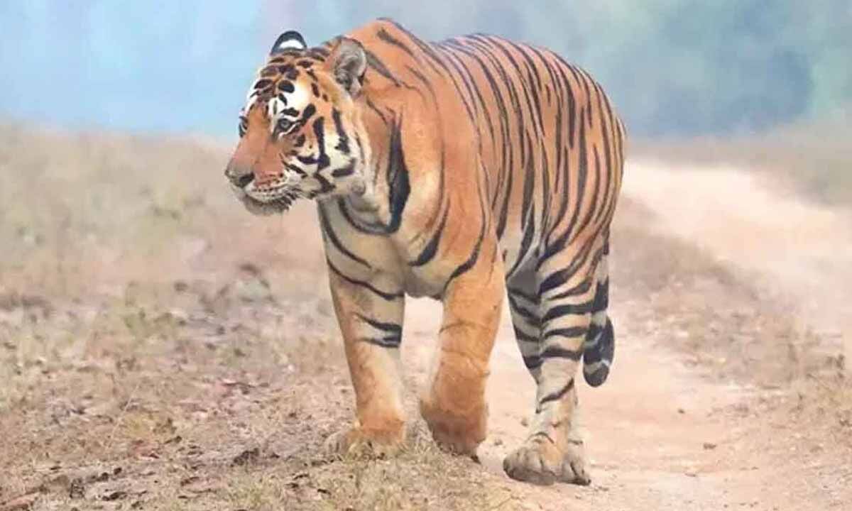 High alert declared as tiger roams in Polavaram forests