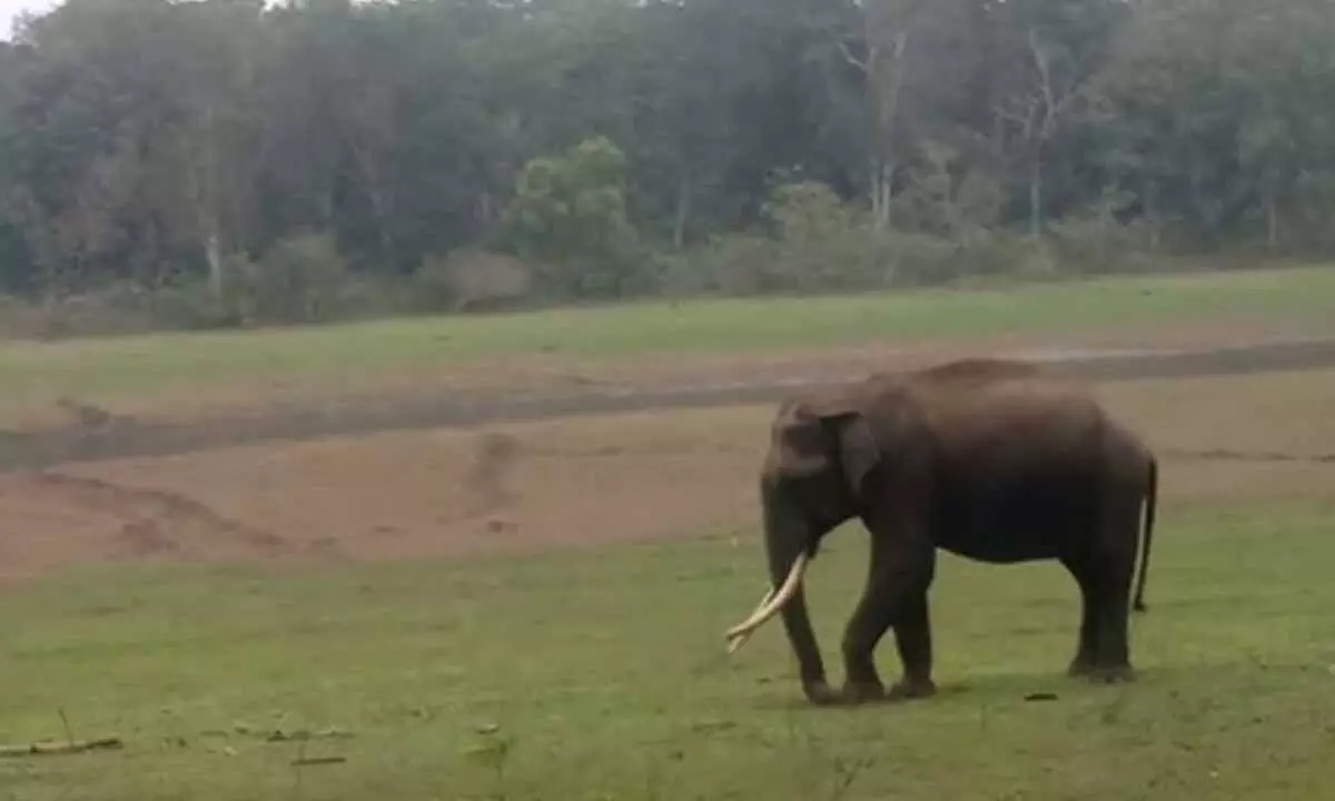 Kerala logs third man-animal conflict death in a week